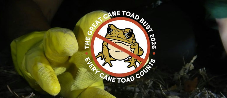 Great Cane Toad Bust at Davidson Street Park, Newmarket - Via Brisbane